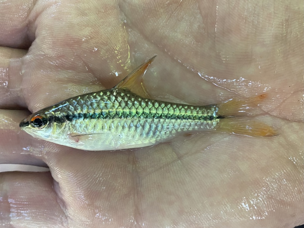 (Enteromius martorelli) - Marine Life Identification