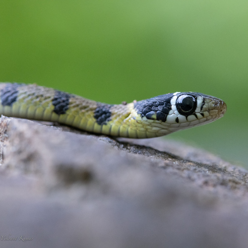 Wynad Keelback (Amphiesma monticola) - Snakes and Lizards