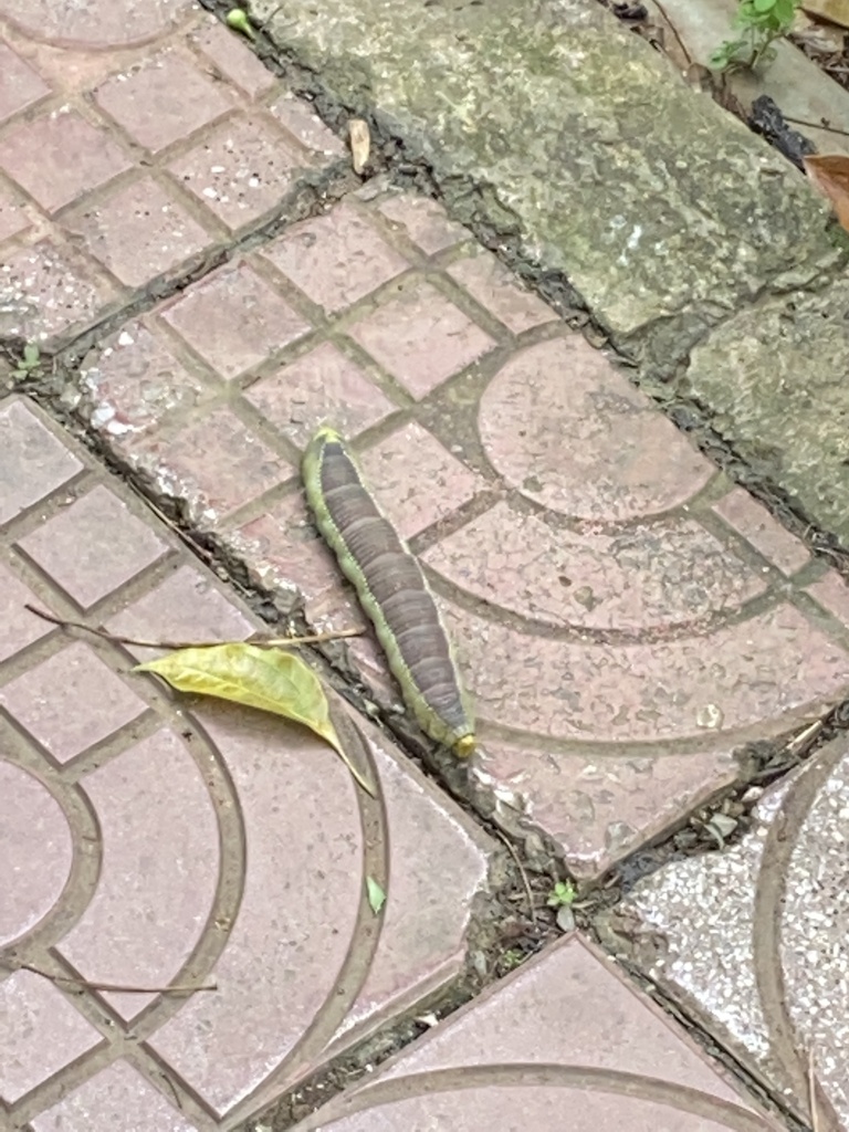 Apple Hawkmoth from 官渡区, 昆明市, 云南省, CN on June 27, 2022 at 01:13 PM by ...