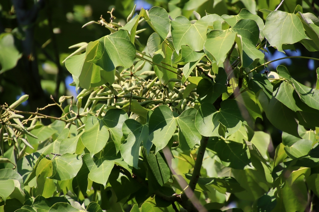 Chinese parasol tree (Firmiana simplex) - Botanical Realm