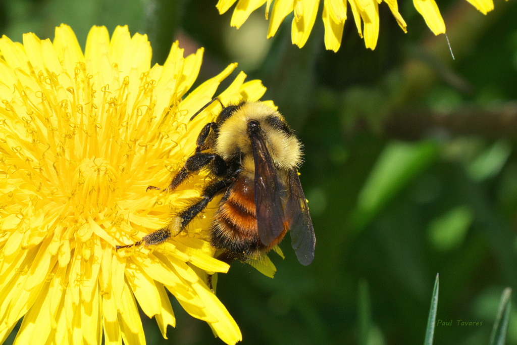 Red-belted Bumble Bee (Mount Rainier National Park Pollinator Guide 🐝 🦋 ...