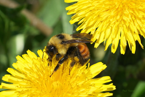 Red-belted Bumble Bee (Mount Rainier National Park Pollinator Guide 🐝 🦋 ...