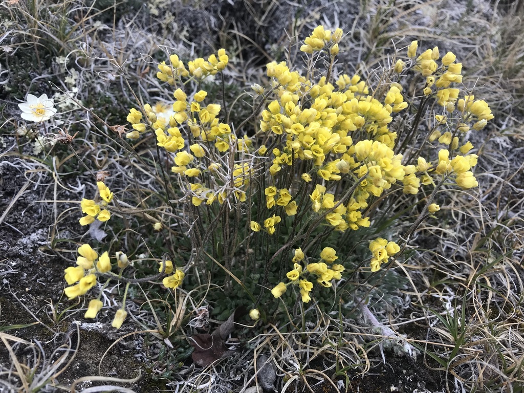 Flat-top Whitlow-grass (HX - Vascular Plants of Svalbard) · iNaturalist