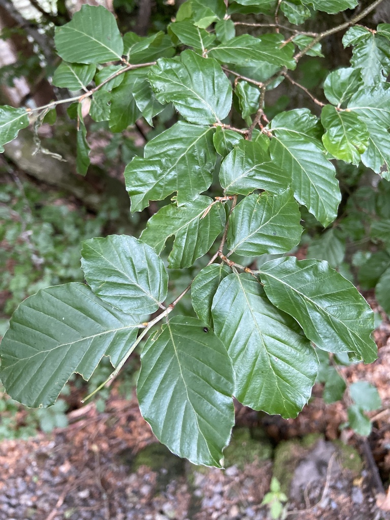 European beech from Galliweidli, Wengen, Bern, CH on June 30, 2022 at ...