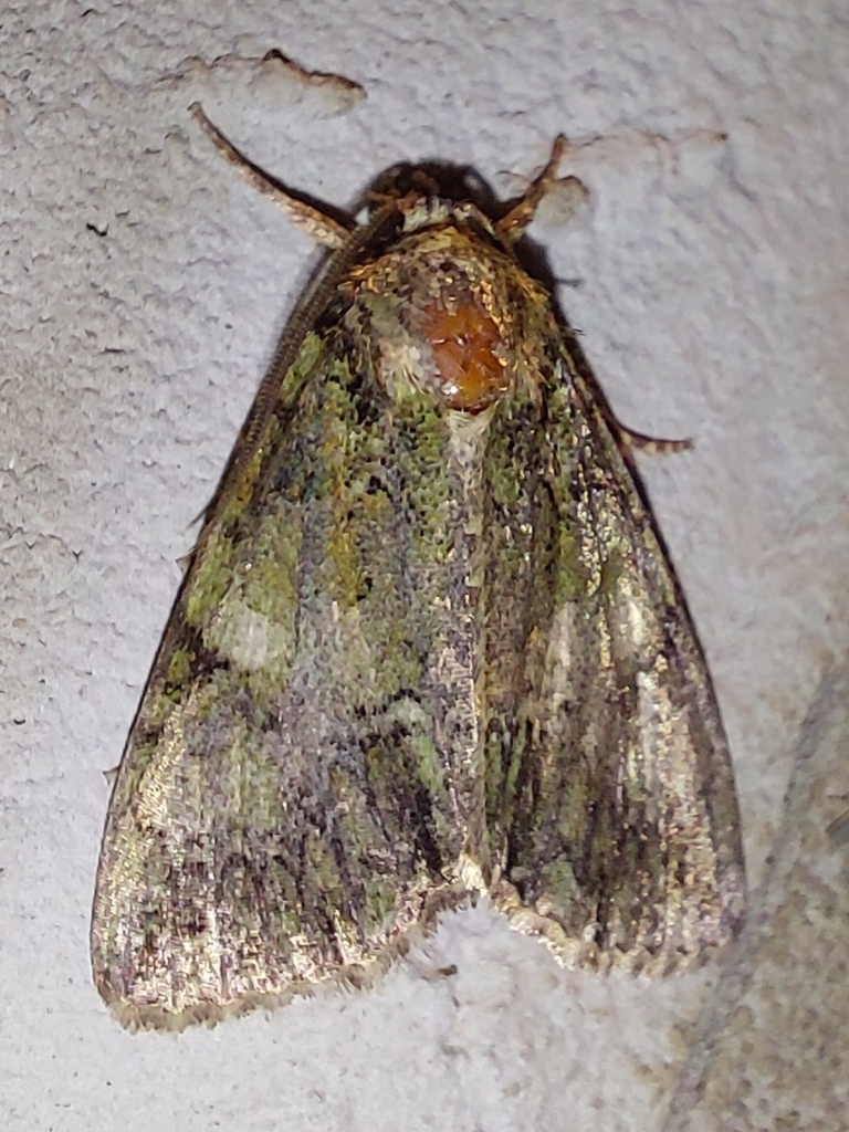 Guernsey Underwing from Vajta, Vajta, fürdő, 7041 Hungary on June 29 ...