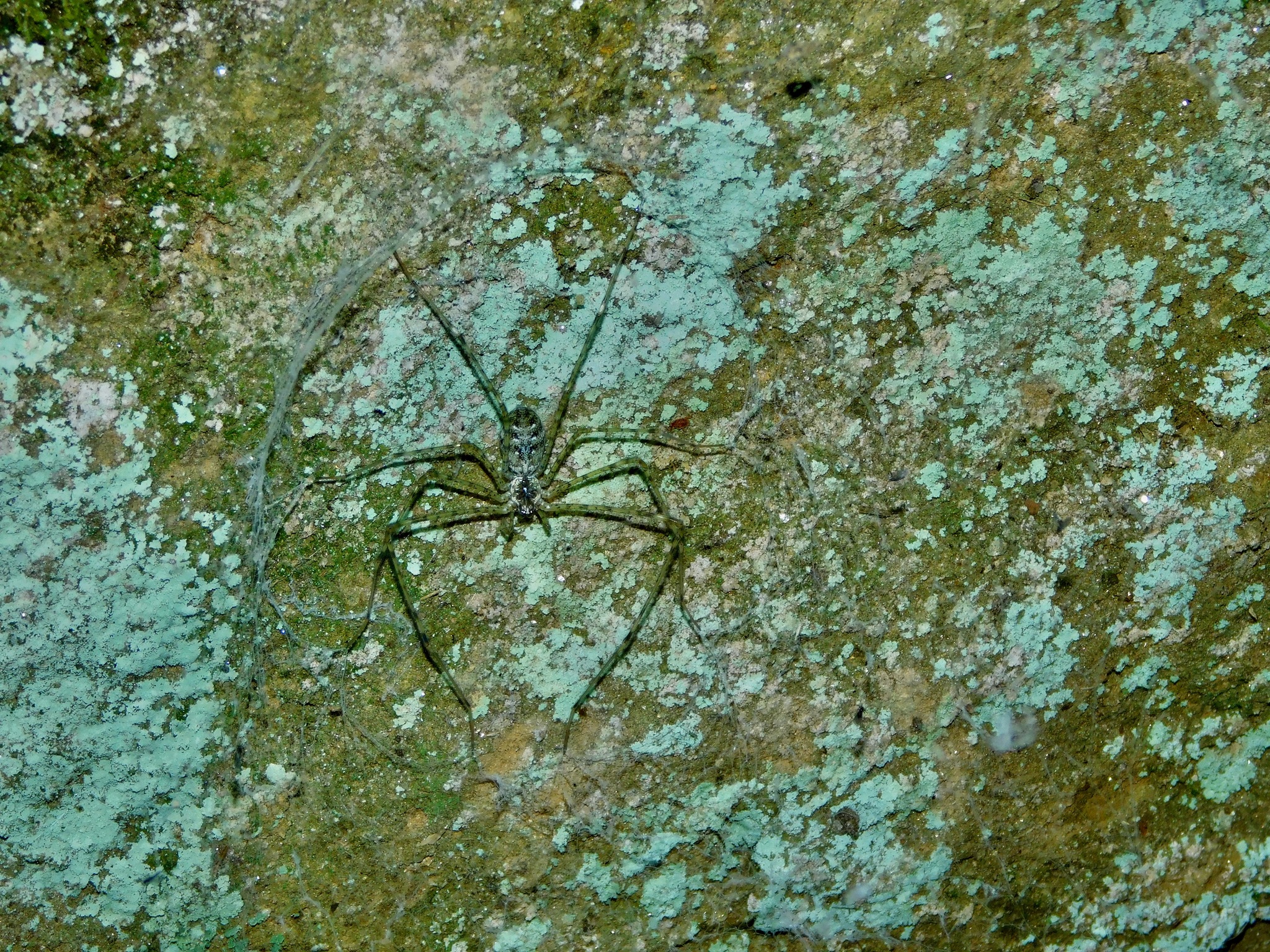 Hypochilidae