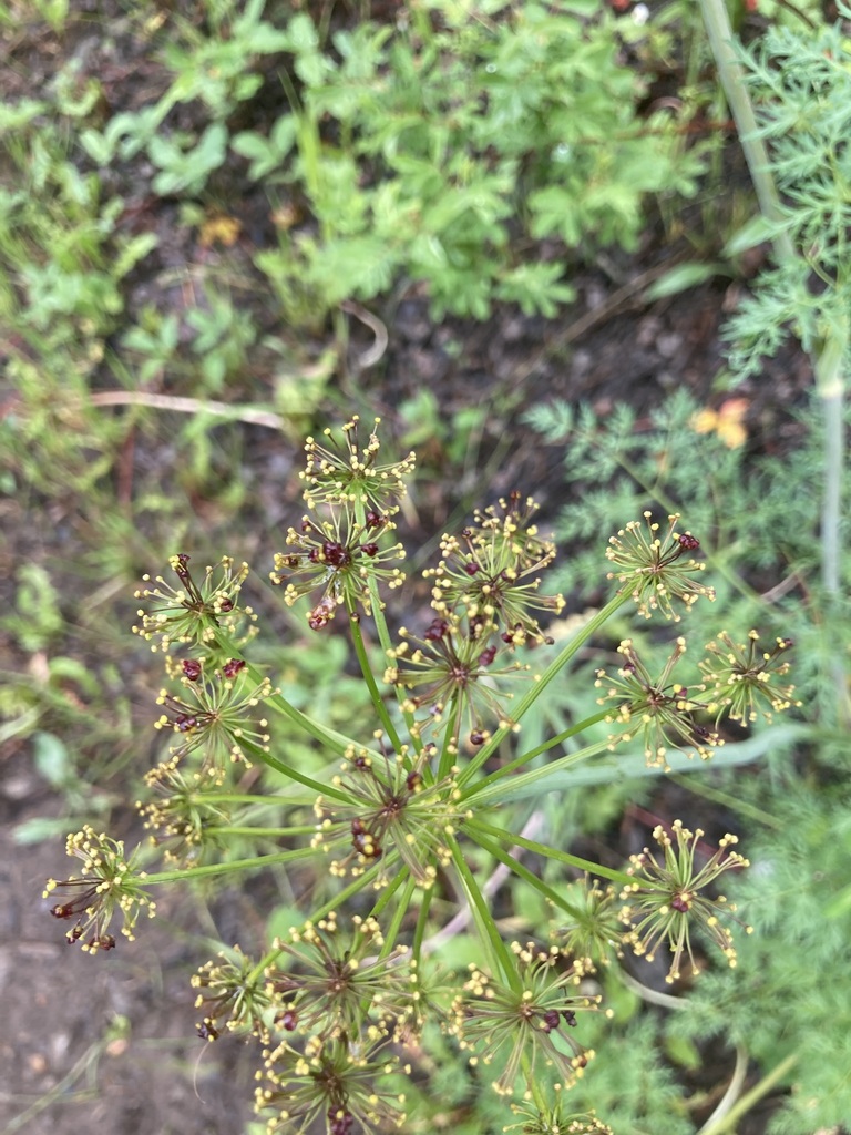 Carrotleaf Biscuitroot from Kananaskis, AB T0L, Canada on June 29, 2022 ...
