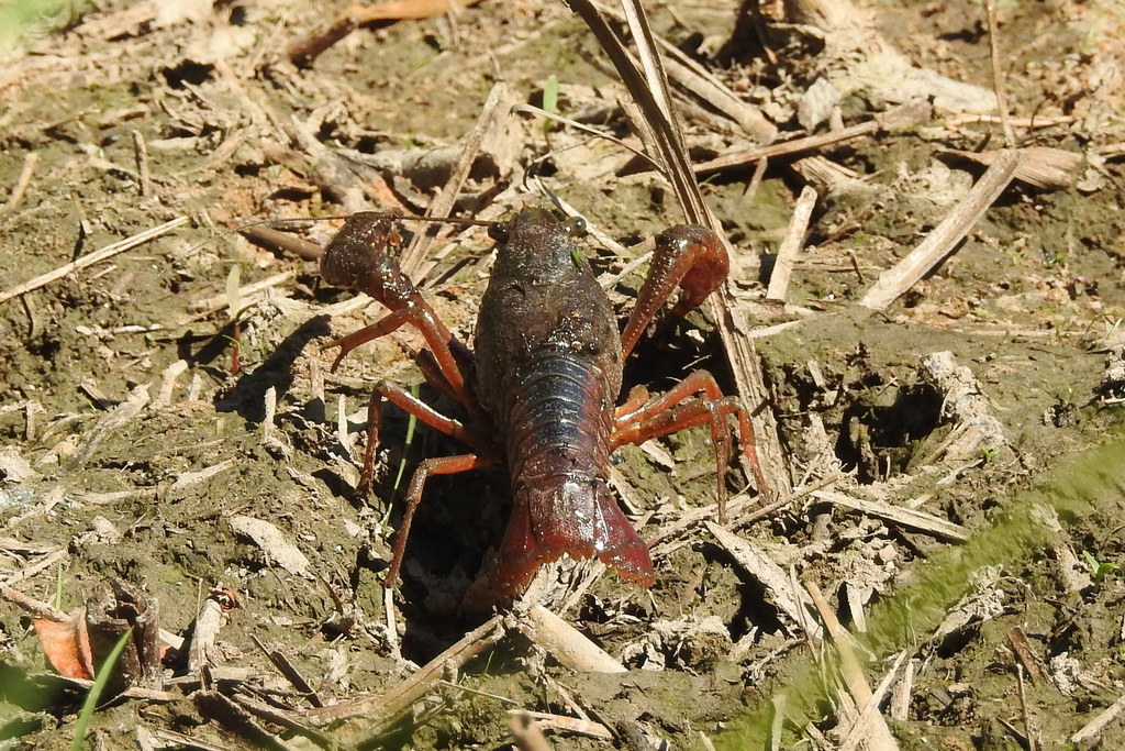 White River Crayfish from John Heinz National Wildlife Refuge At ...