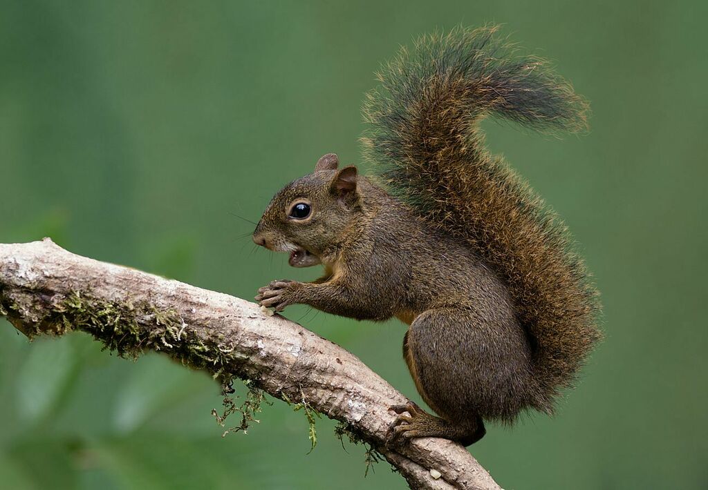 Brazilian Squirrel (Sciurus brasiliensis) - Know Your Mammals