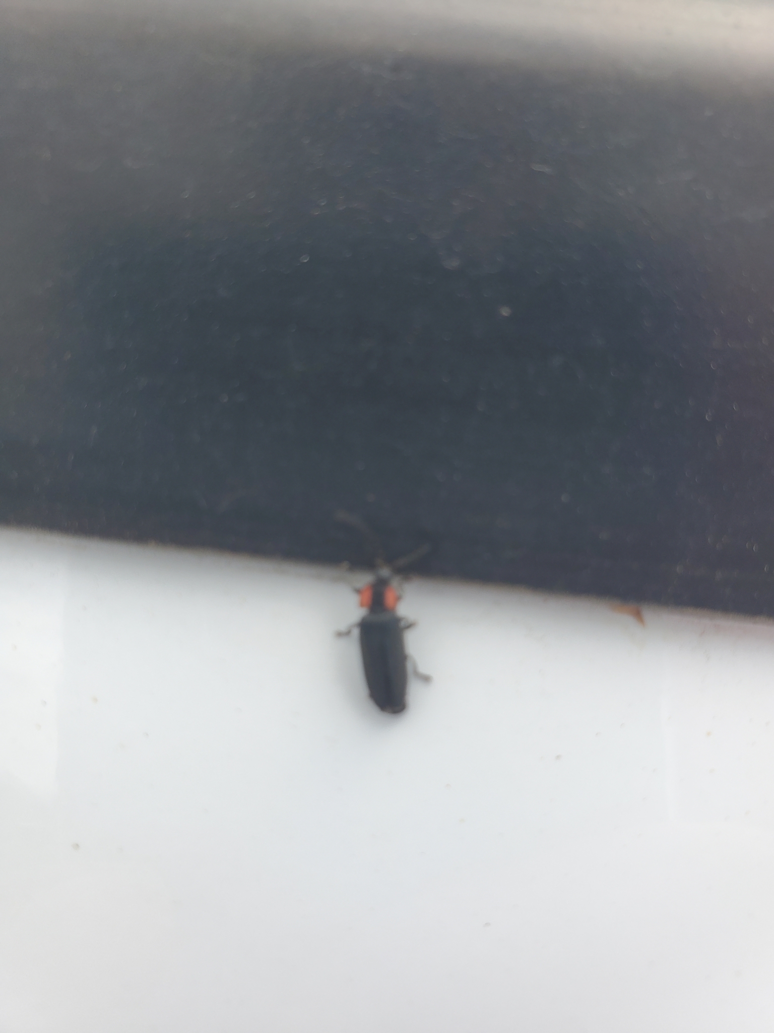 Pyropyga nigricans (Say, 1823)