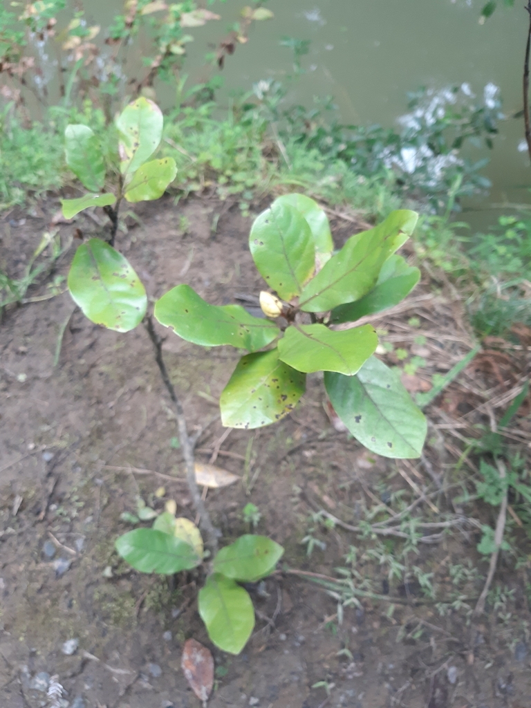 Taraire from Auckland, NZ on June 30, 2022 at 03:22 PM by Timothy Mayne ...