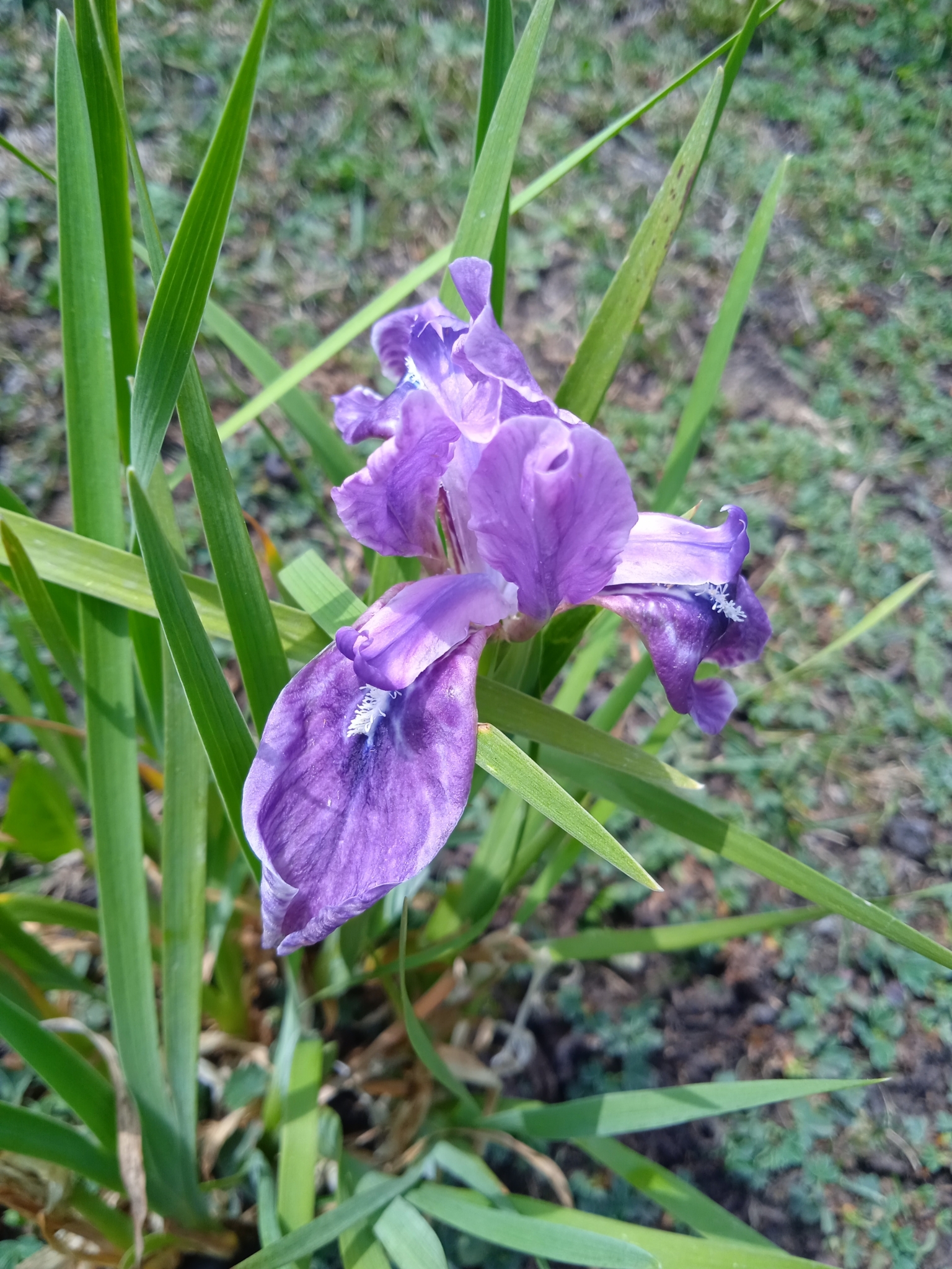 Iris hookeriana Foster