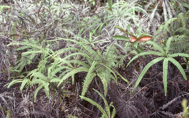 Matonia foxworthyi from Bahagian Miri, Sarawak, Malaysia on June 29 ...