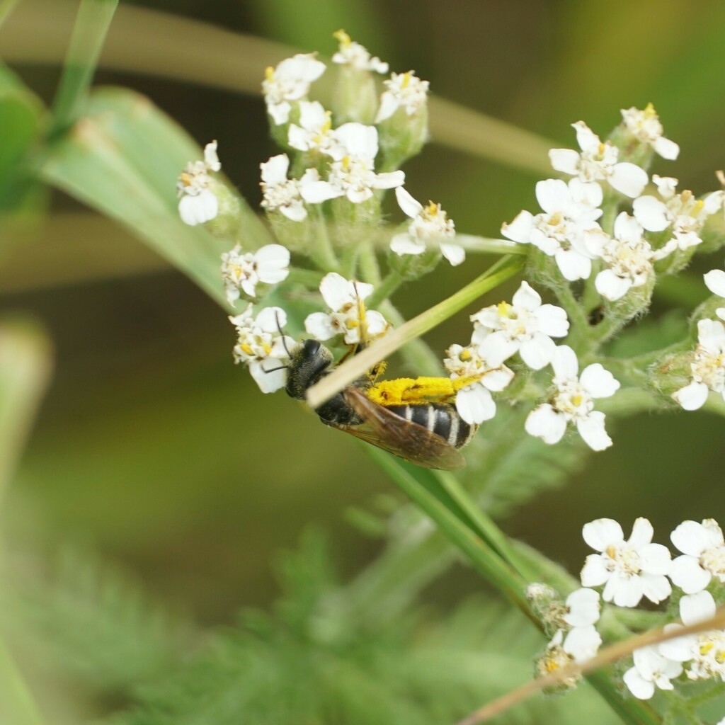 Ligated Furrow Bee from Jackson County, MN, USA on June 30, 2022 at 02: ...