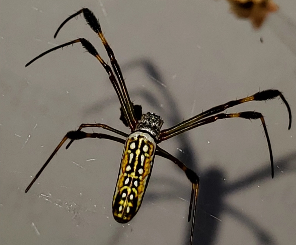 Golden Silk Spider from Tallassee, AL 36078, USA on June 30, 2022 at 03:54 PM by Bob Reed ...