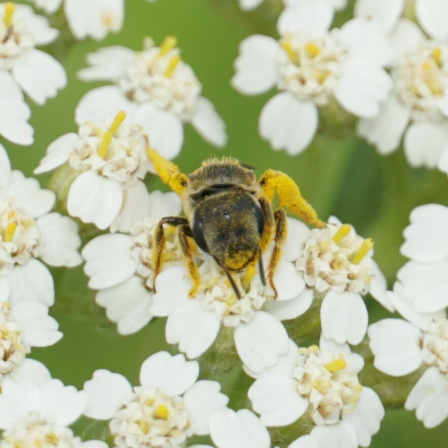 Ligated Furrow Bee from Jackson County, MN, USA on June 30, 2022 at 02: ...