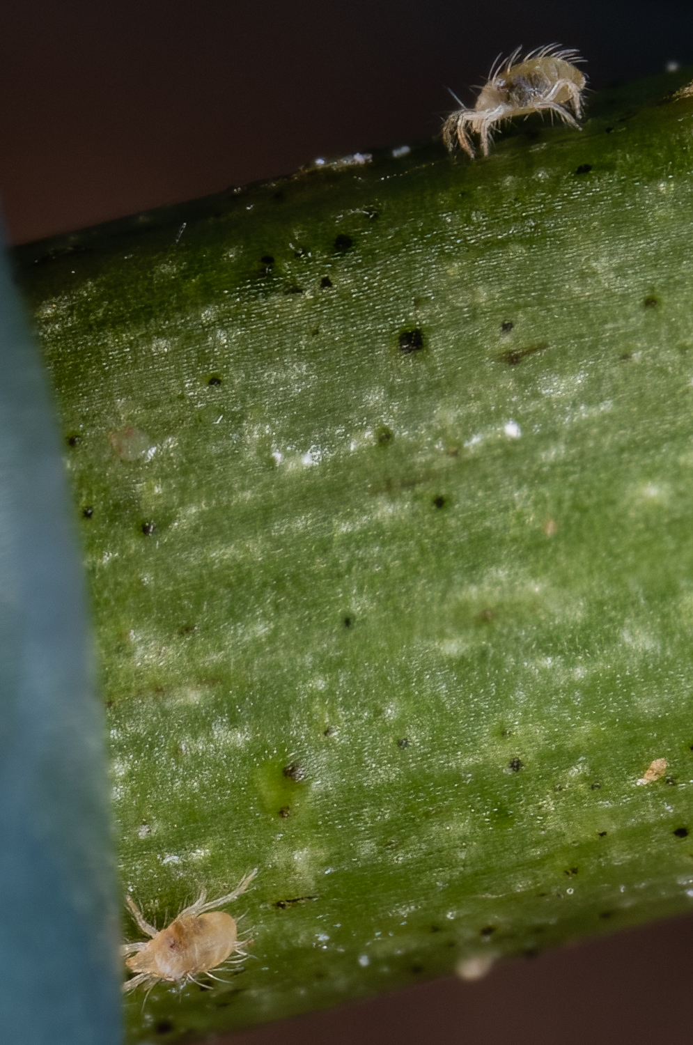 Tetranychus urticae Koch, 1836