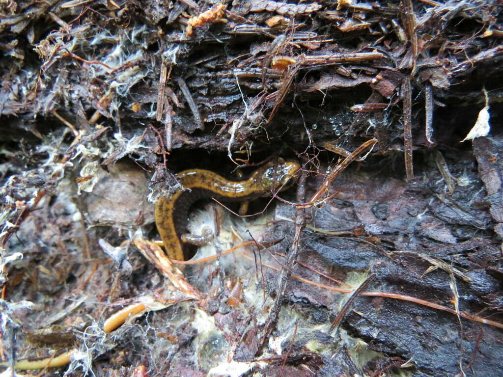 Western Red-backed Salamander from Strathcona, BC, Canada on June 26 ...