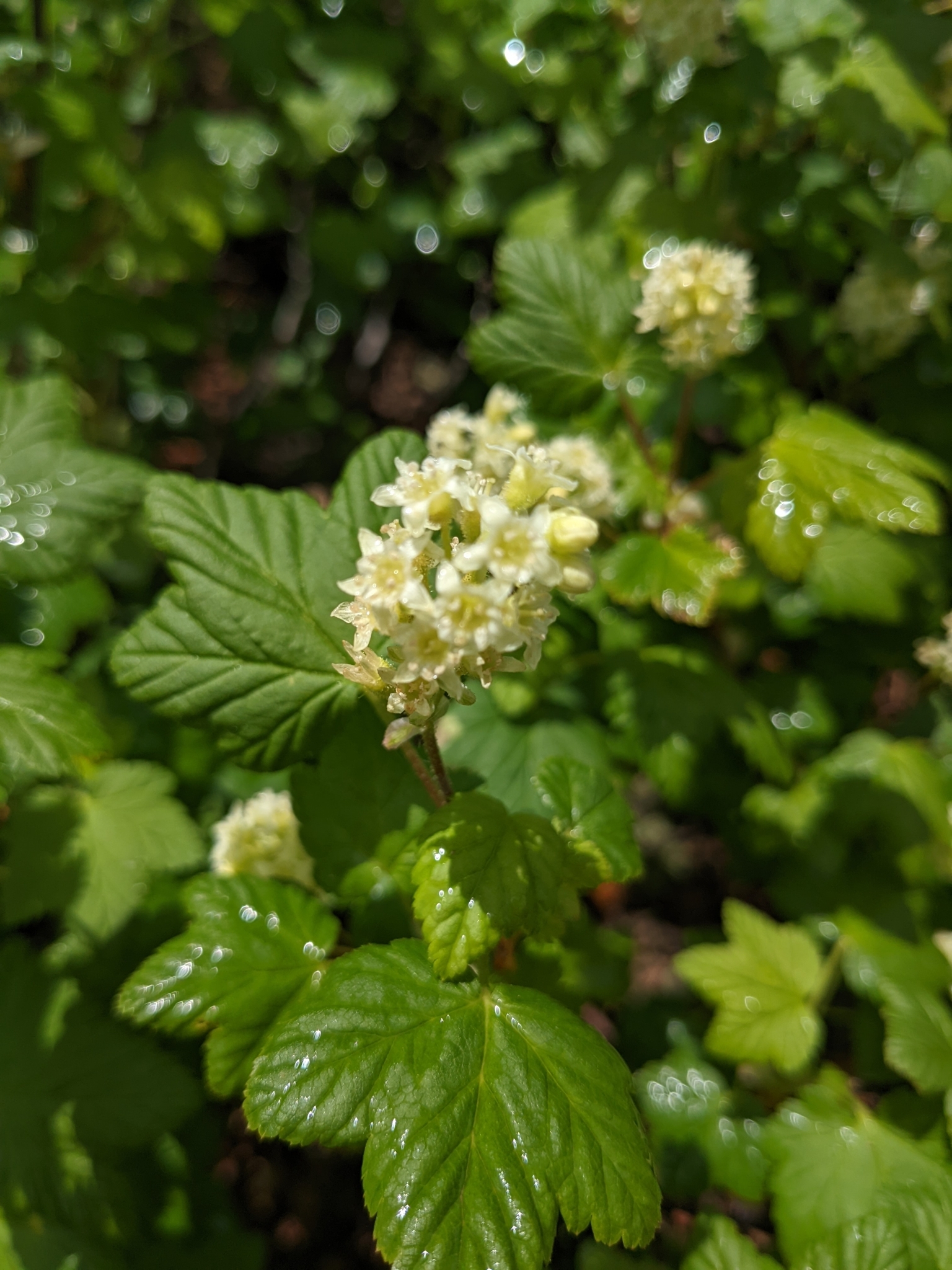 Ribes wolfii Rothr.