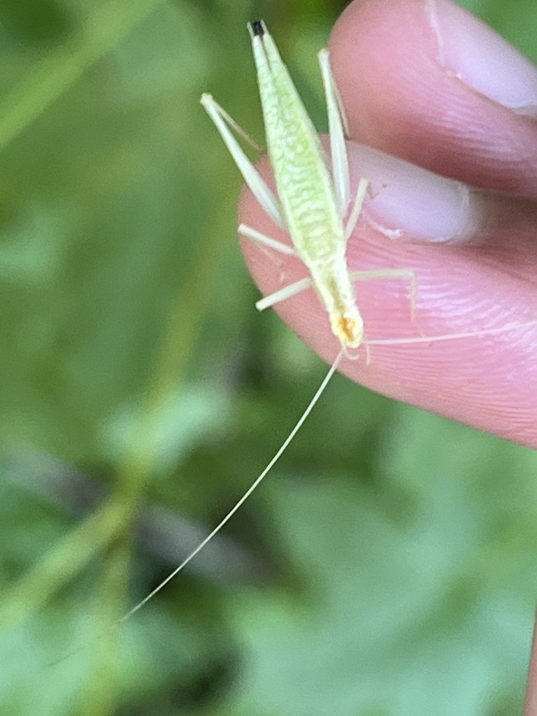 Common Tree Crickets from Mabry Park, Marietta, GA, US on June 30, 2022 ...