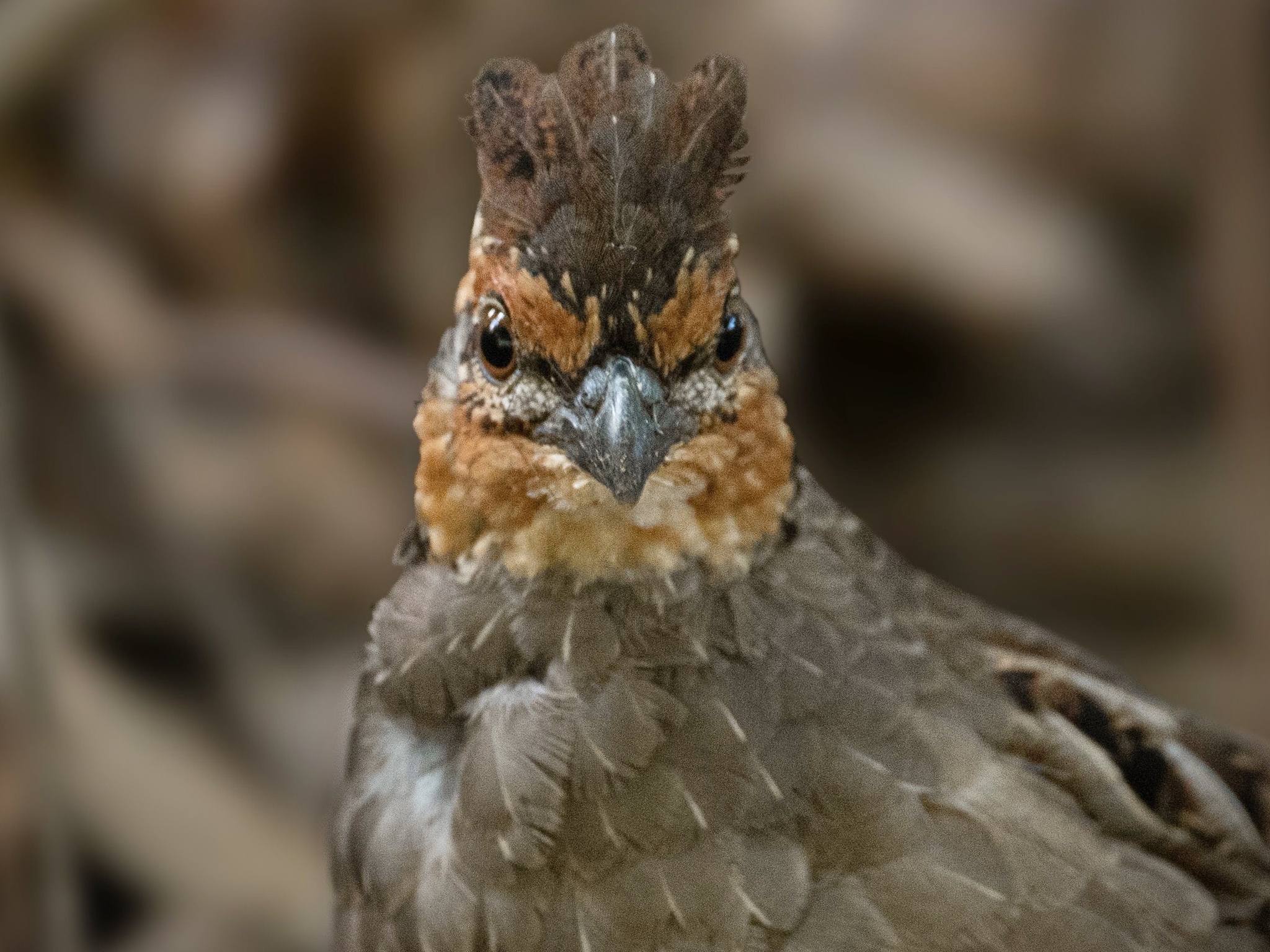 Dactylortyx Ogilvie-Grant, 1893