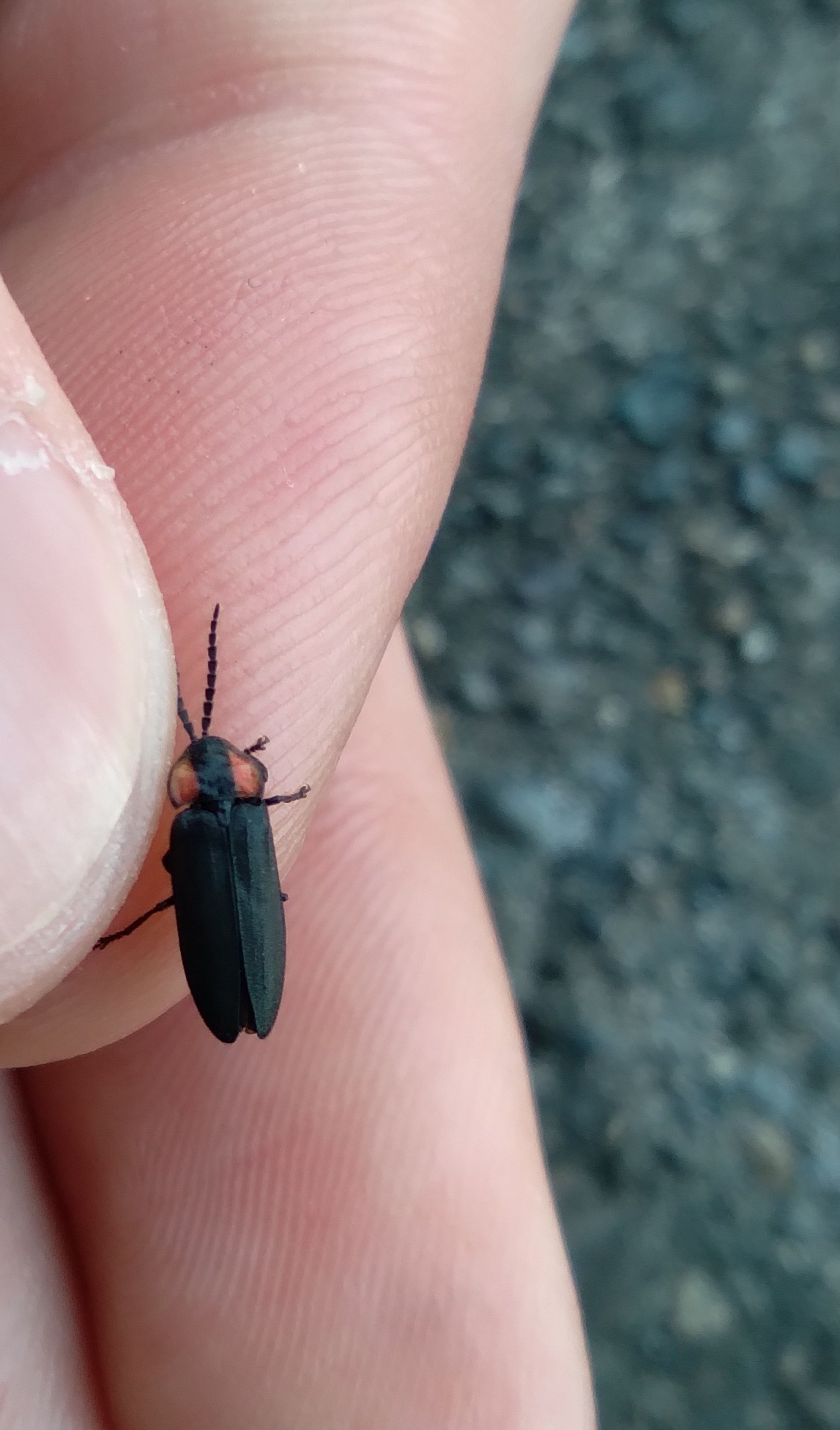 Pyropyga nigricans (Say, 1823)