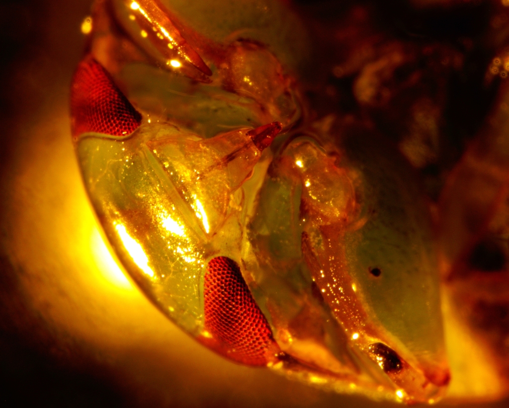 Pelocoris femoratus from Bar Harbor, ME, USA on June 14, 2022 at 05:59 ...