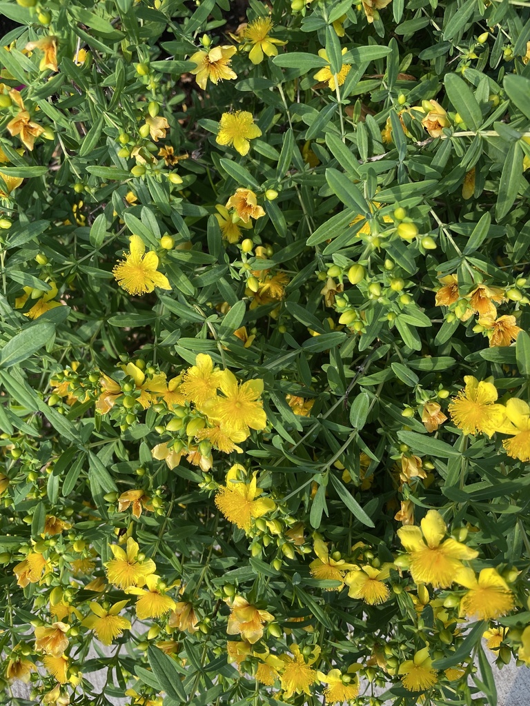 Kalm's St. John's-wort from Dunvegan Rd, Toronto, ON, CA on June 30 ...