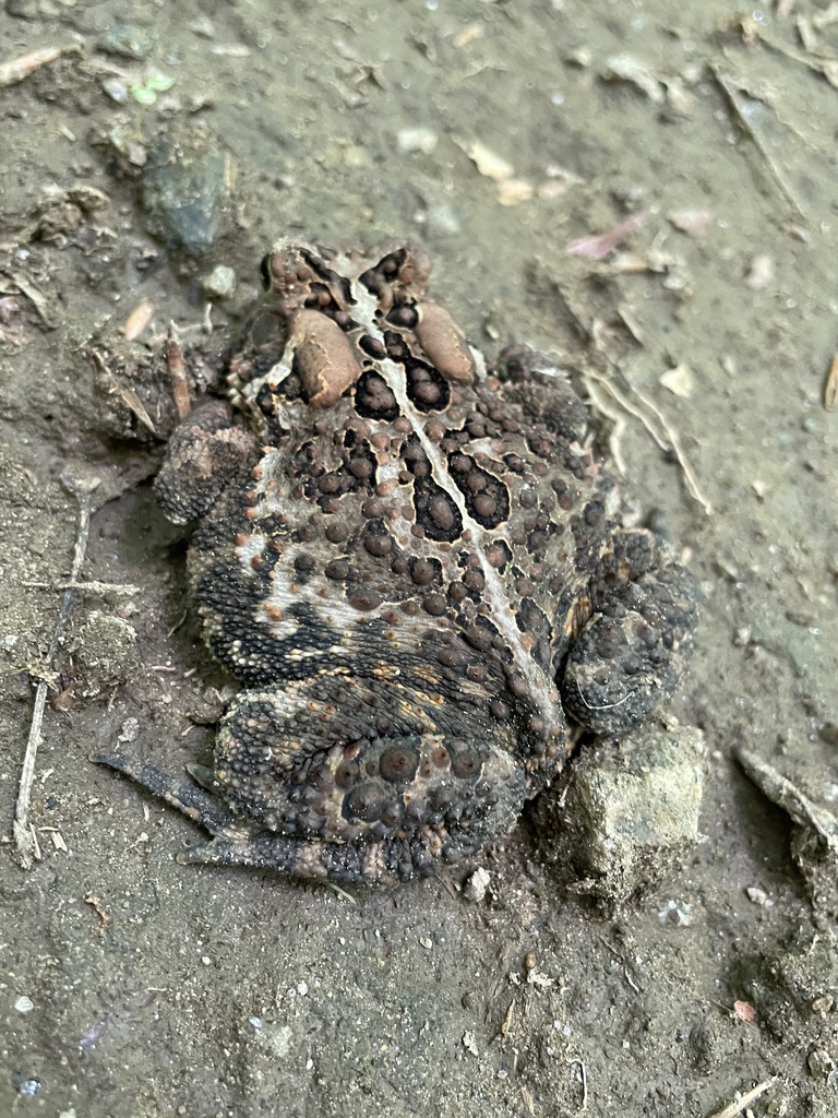 American Toad from Clover Hill Rd, Strafford, VT, US on June 29, 2022 ...