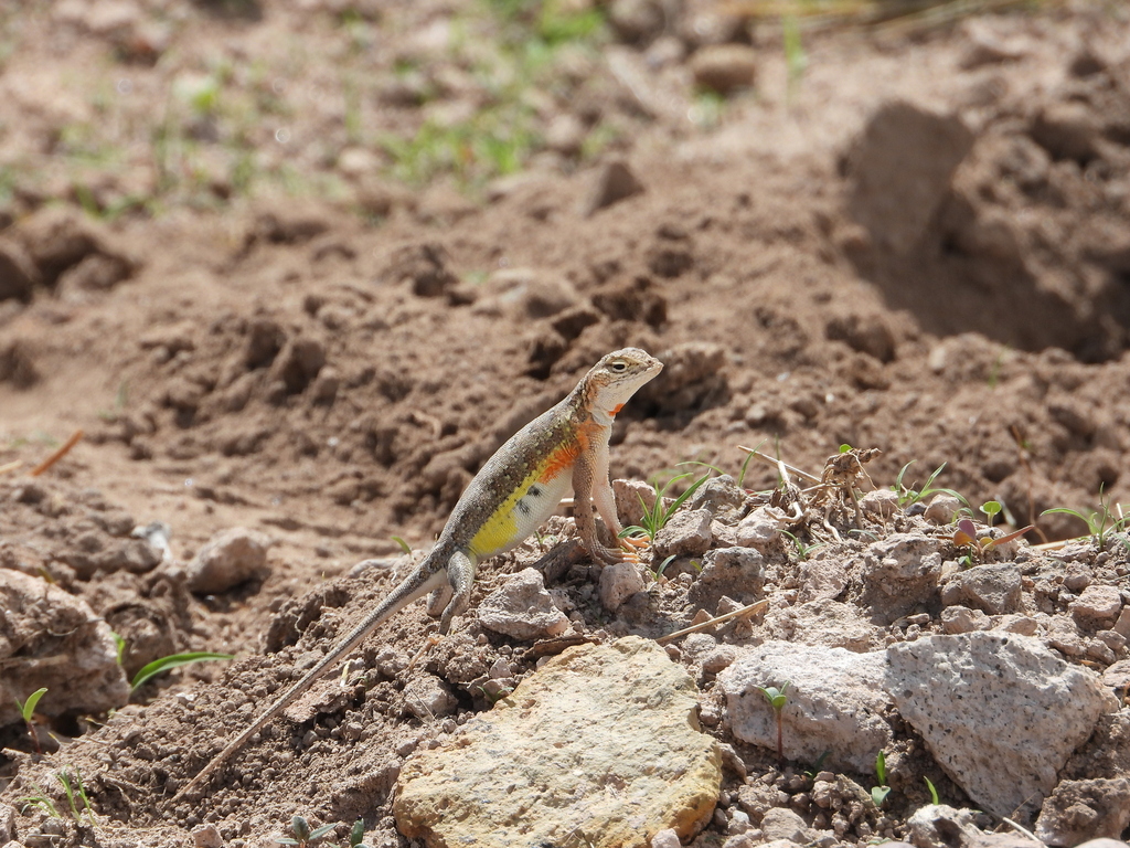 Elegant Earless Lizard from Naco, Son., México on June 29, 2022 at 10: ...