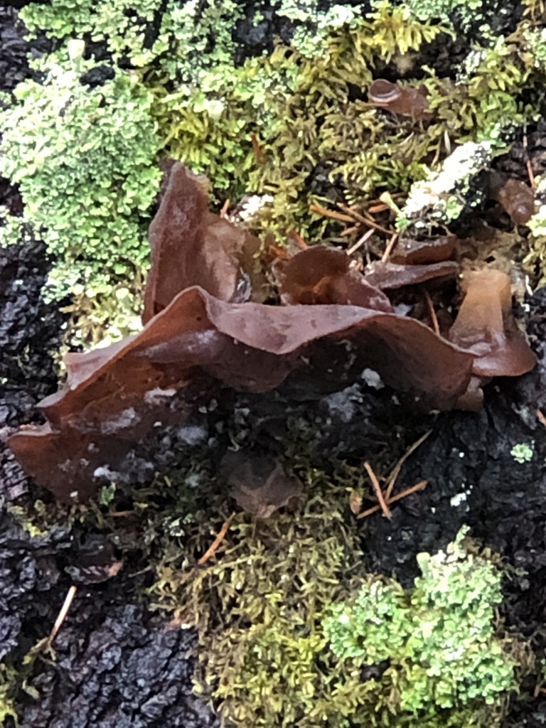 Jelly Tree Ear from Apache County, US-AZ, US on June 30, 2022 at 11:31 ...