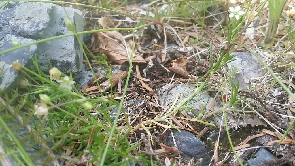 Sticky-stem Pearlwort (Plants of Former Elwha River Reservoirs in ...