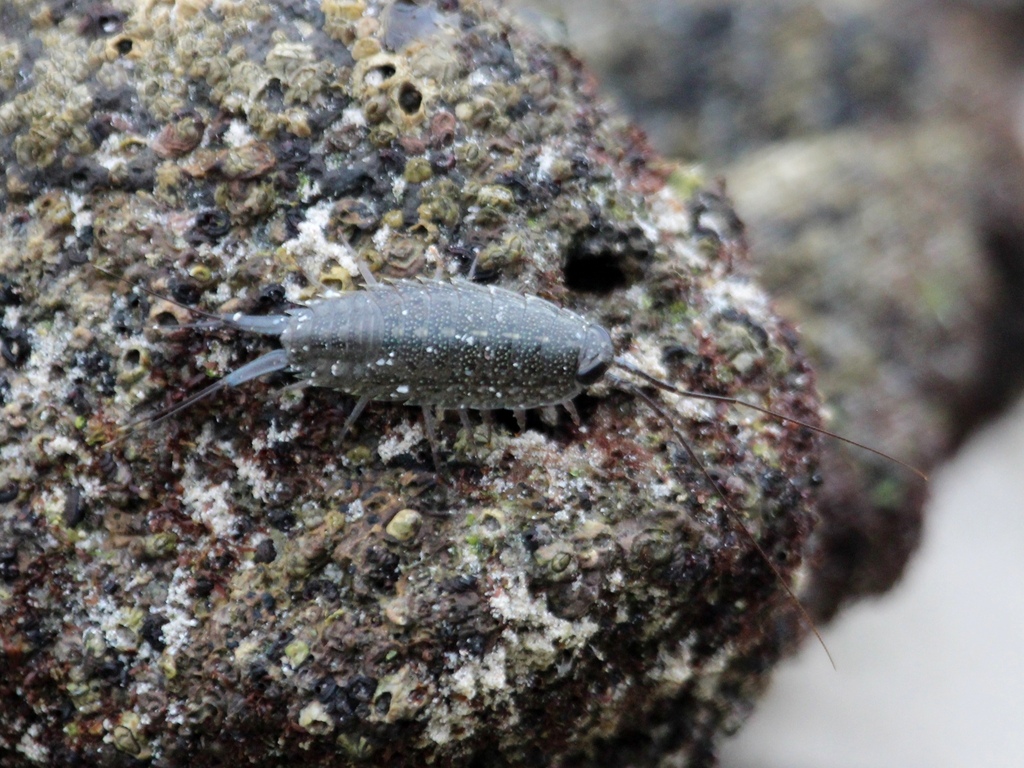 Western Sea Slater from La Paz, BCS, Mexico on January 5, 2019 at 03:50 ...