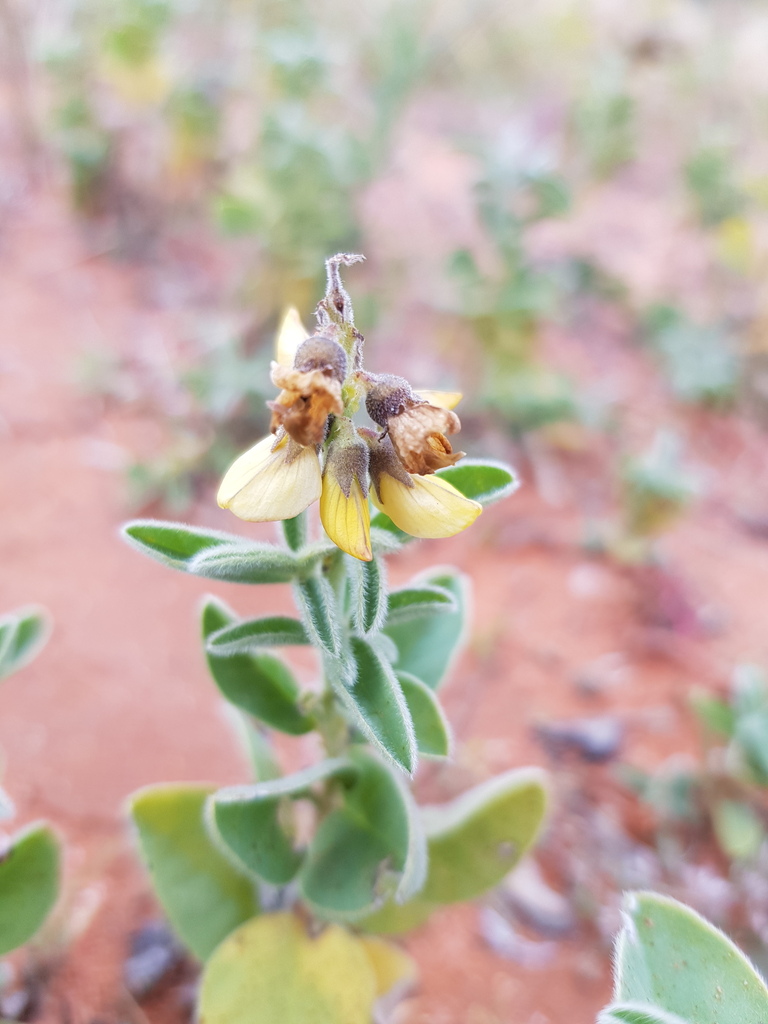 legumes from Tibooburra NSW 2880, Australia on June 19, 2022 at 09:33 ...