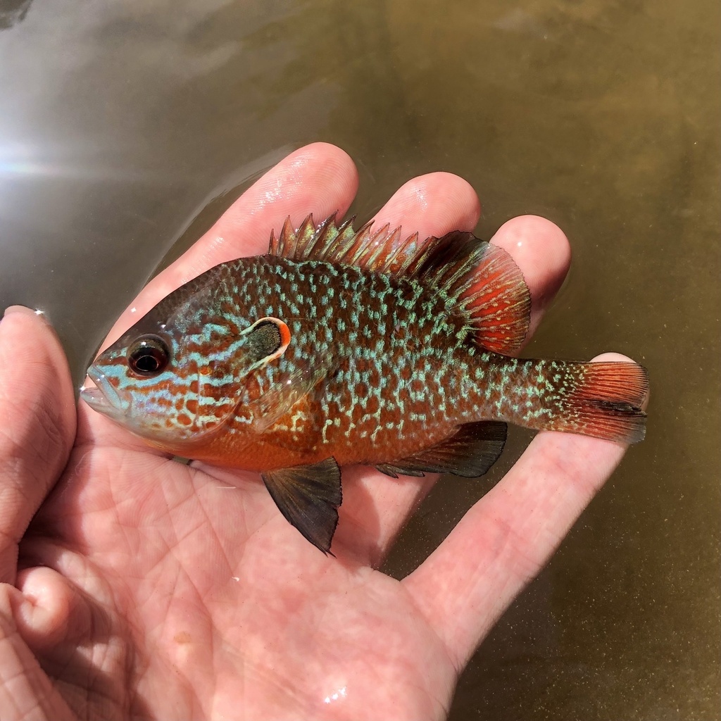 Longear Sunfish Complex from Potomac River, Potomac, MD, US on June 28 ...