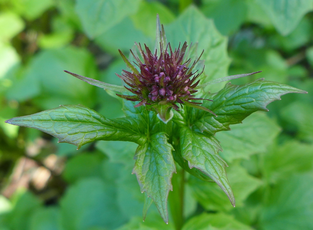 Sitka valerian from Squamish, BC (Trail to Red Heather Hut) on July 3 ...