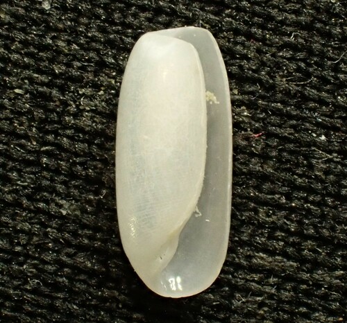 Cylichna thetidis · iNaturalist