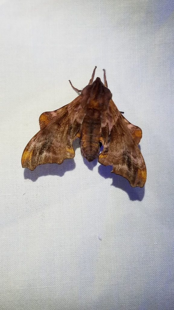 Small-eyed Sphinx from Nephi, UT 84648, USA on July 06, 2018 at 10:02 ...