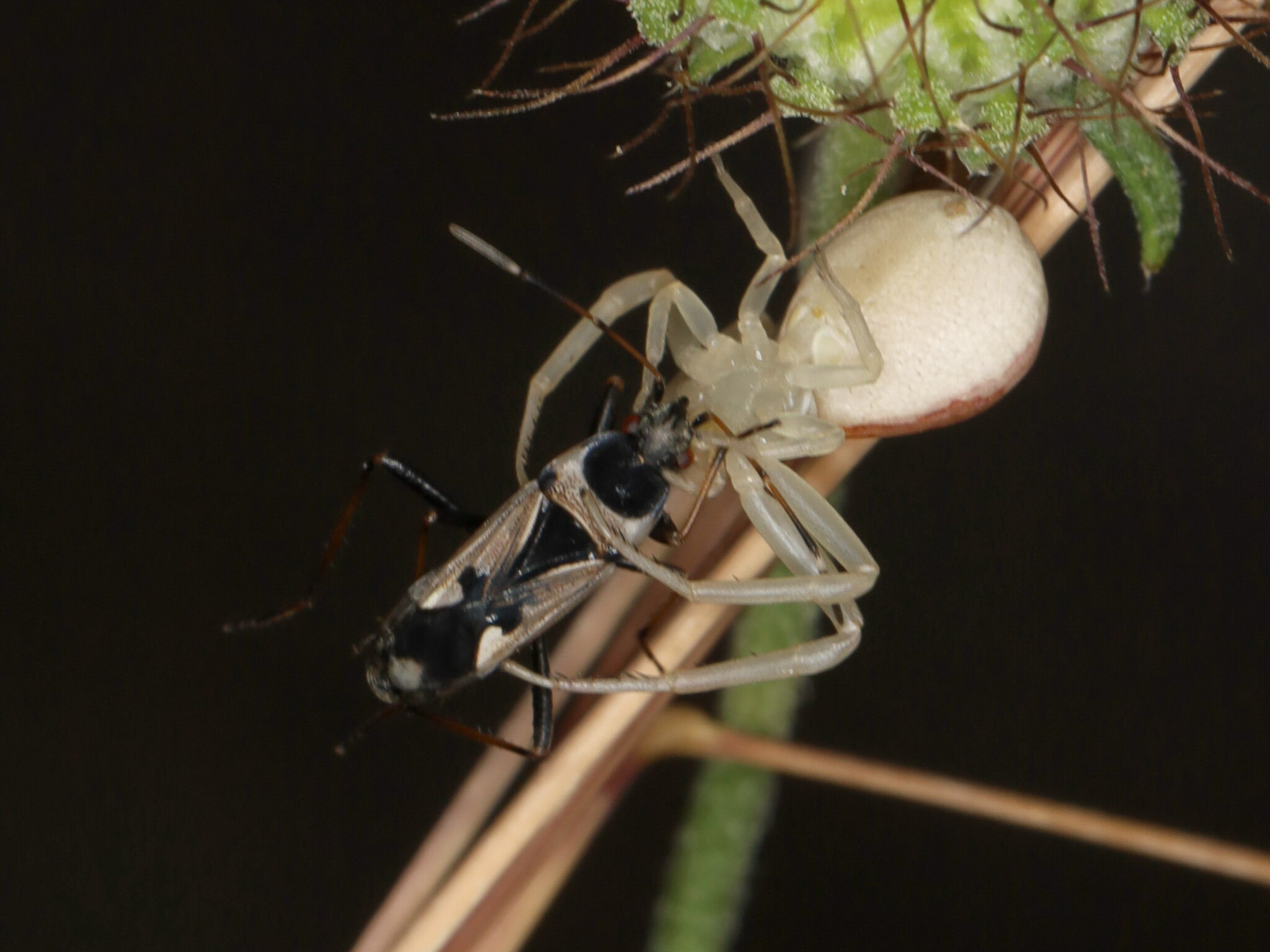 Raglius confusus (Reuter, 1886)