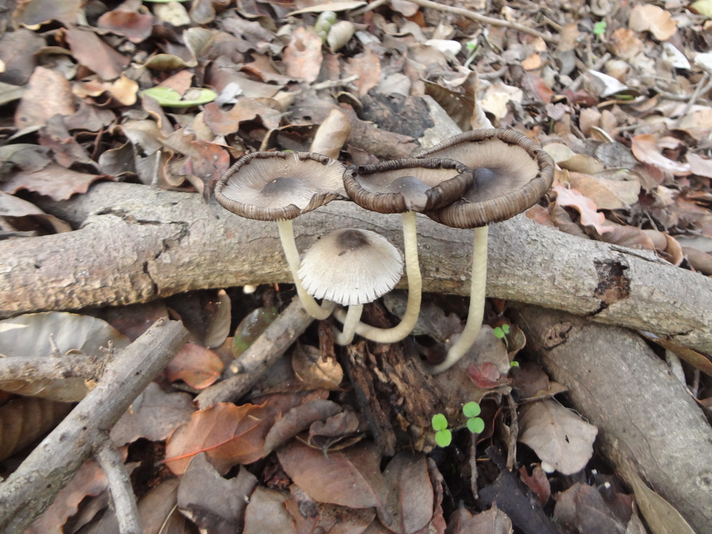 distinguished inkcap from Quebrada de los Bellotos, Villa Alemana ...
