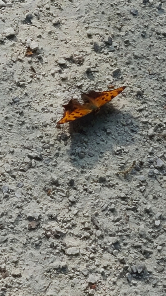 Gray Comma from Richmond, IL 60071, USA on June 30, 2022 at 06:14 PM by ...