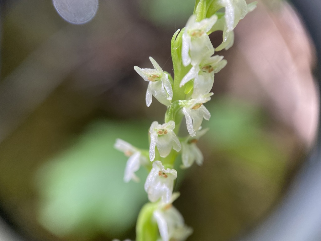 Whiteflower Rein Orchid in June 2022 by Anneliese Wilson · iNaturalist
