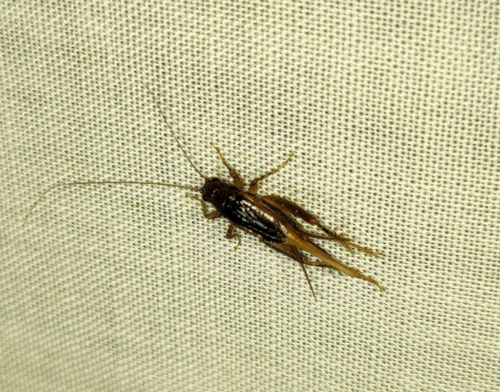 Trigs and Sword-tailed Crickets from Silver Point, TN 38582, USA on ...