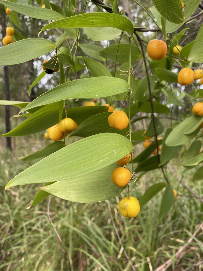 Wombat Berry from Coopernook, NSW, AU on July 1, 2022 at 12:38 PM by ...