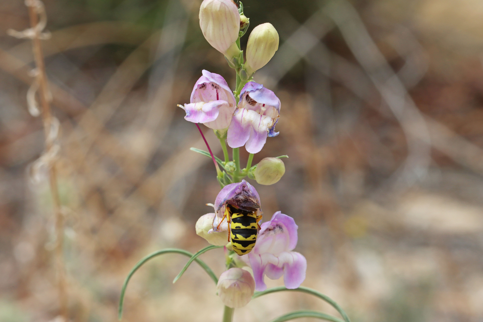 Penstemon comarrhenus A.Gray