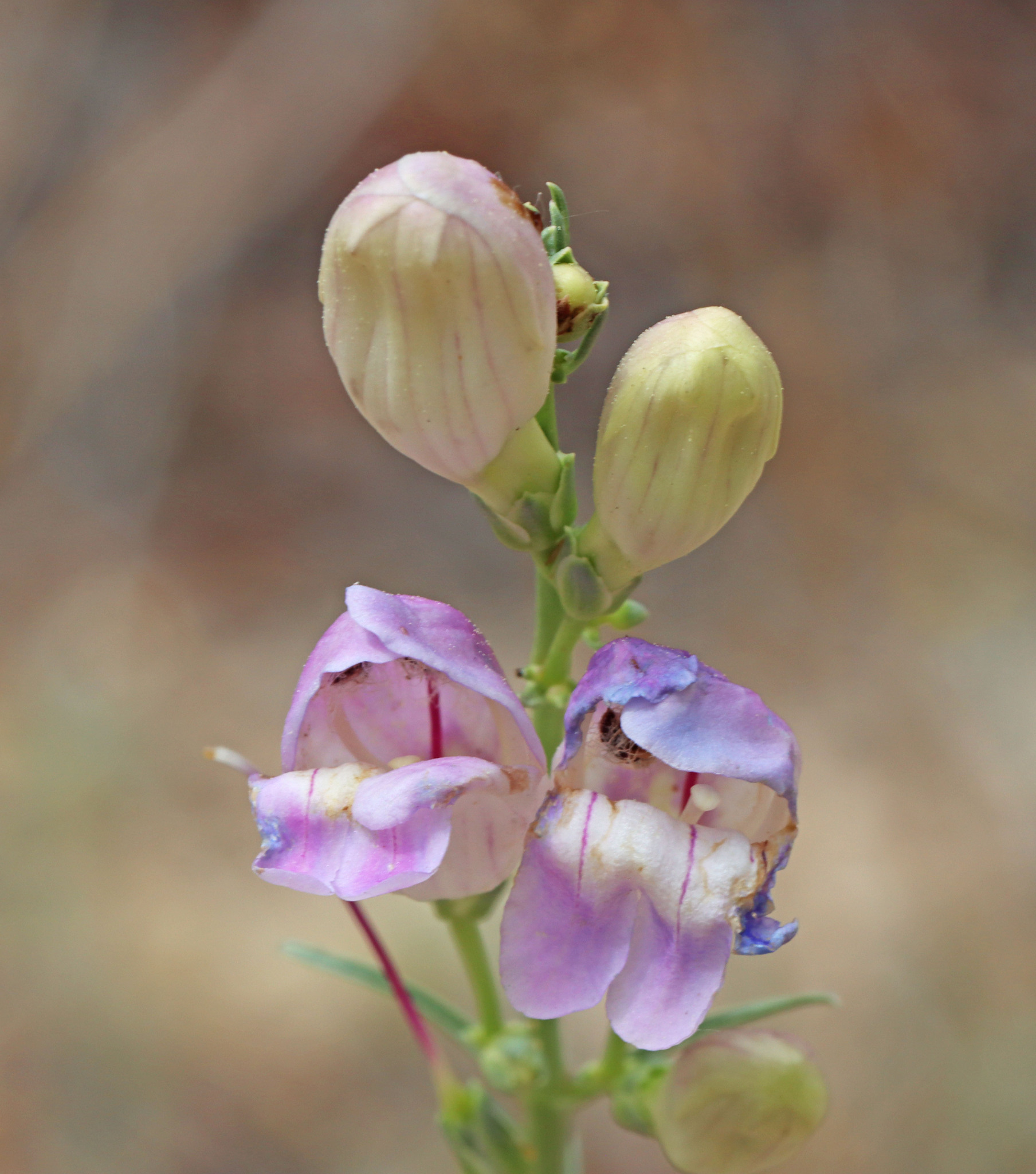 Penstemon comarrhenus A.Gray
