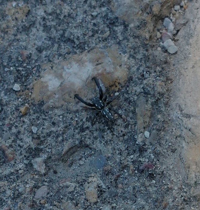 Marpissa formosa (Banks, 1892)