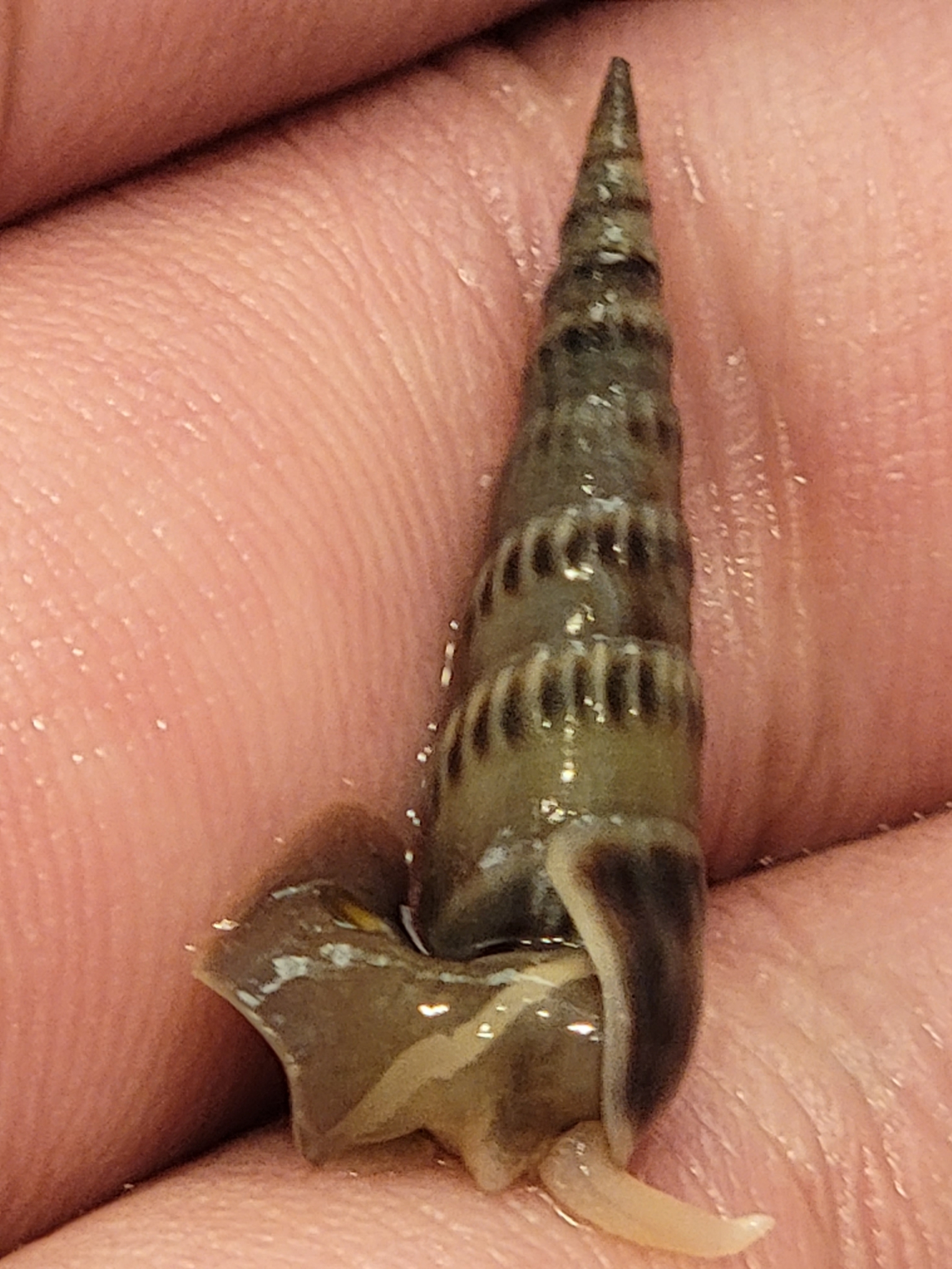 Hastula cinerea (Born, 1778)