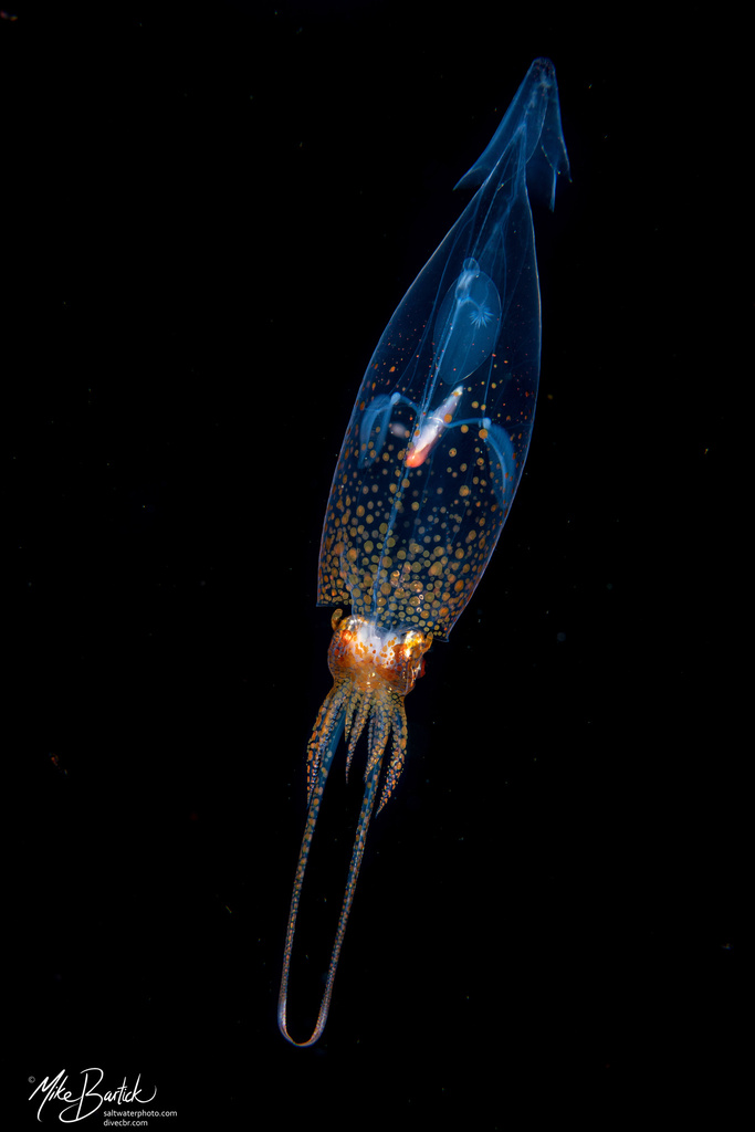 Reinhart's Cranch Squid from Mabini, PH-BT, PH on January 29, 2022 at ...