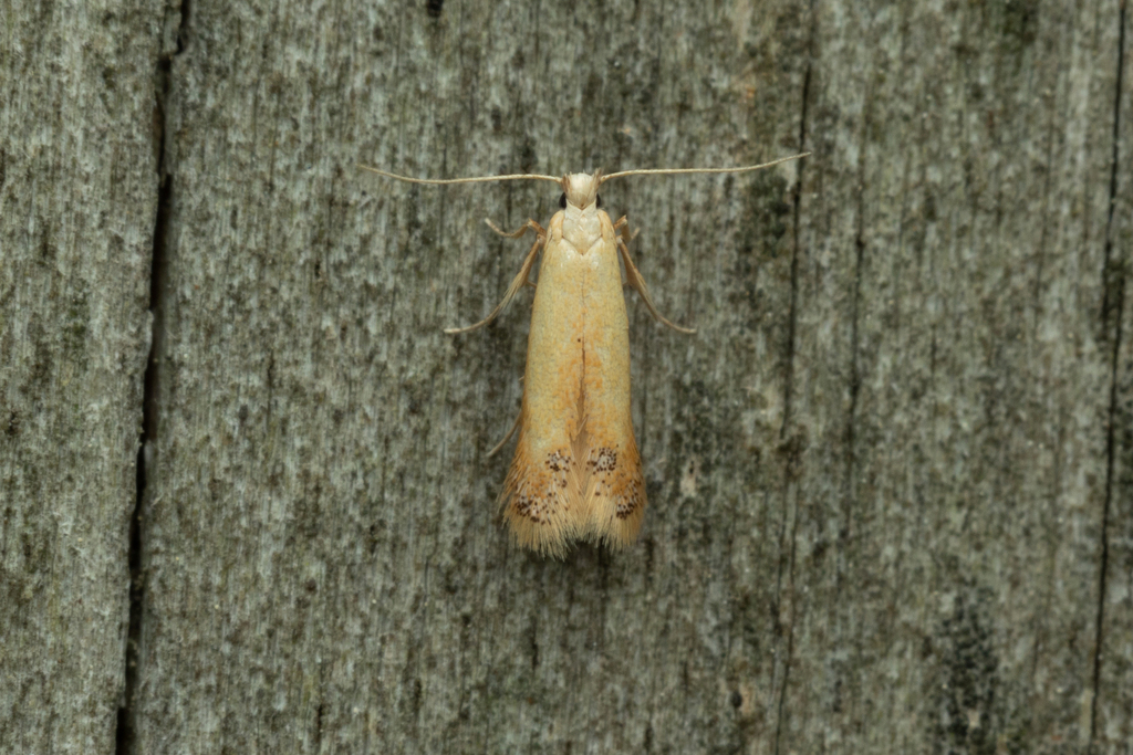 White Oak Leafminer Moth from Damascus, MD, USA on June 30, 2022 at 10: ...